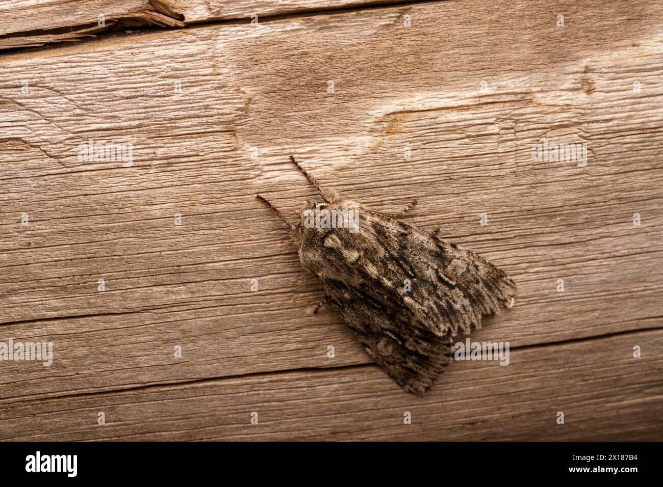 Brachionycha nubeculosa Family Noctuidae Genus Brachionycha Rannoch ...