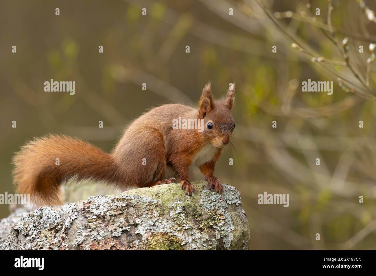 Red squirrel (Sciurus vulgaris) adult animal on a dry stone wall ...