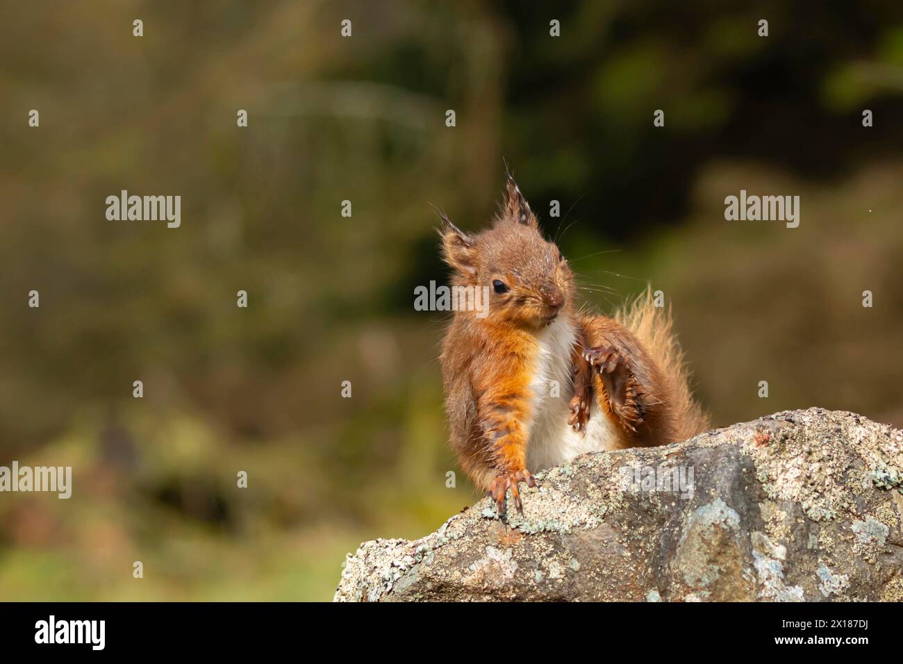 Red squirrel (Sciurus vulgaris) adult animal scratching itself on a dry ...