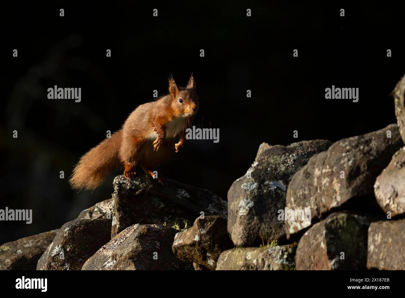 Red squirrel (Sciurus vulgaris) adult animal jumping on a dry stone ...