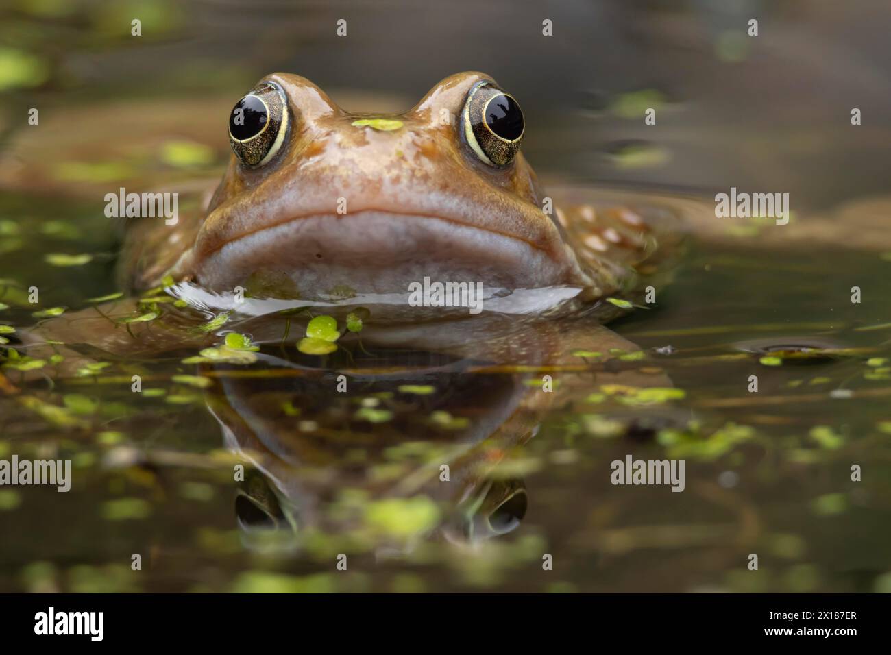 Common frog (Rana temporaria) adult in a garden pond in the spring ...