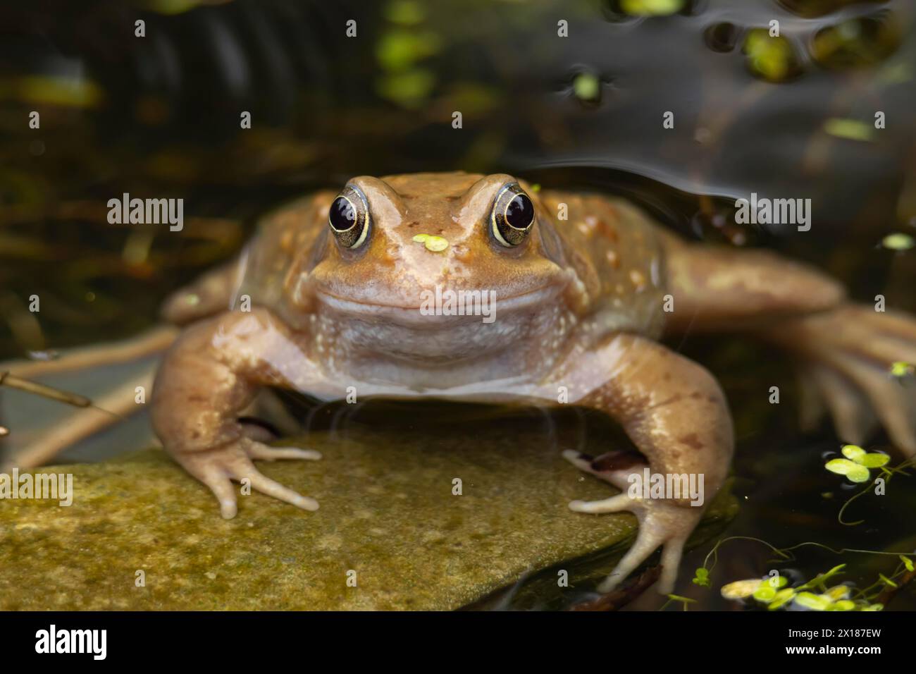 Common frog (Rana temporaria) adult in a garden pond in the spring ...