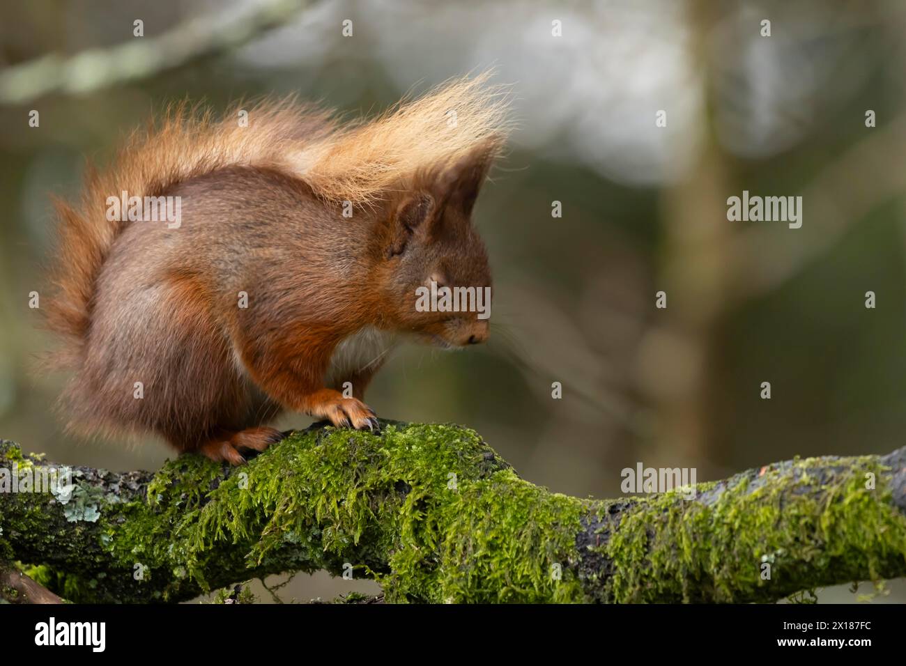 Red squirrel (Sciurus vulgaris) adult animal sleeping on a tree branch ...