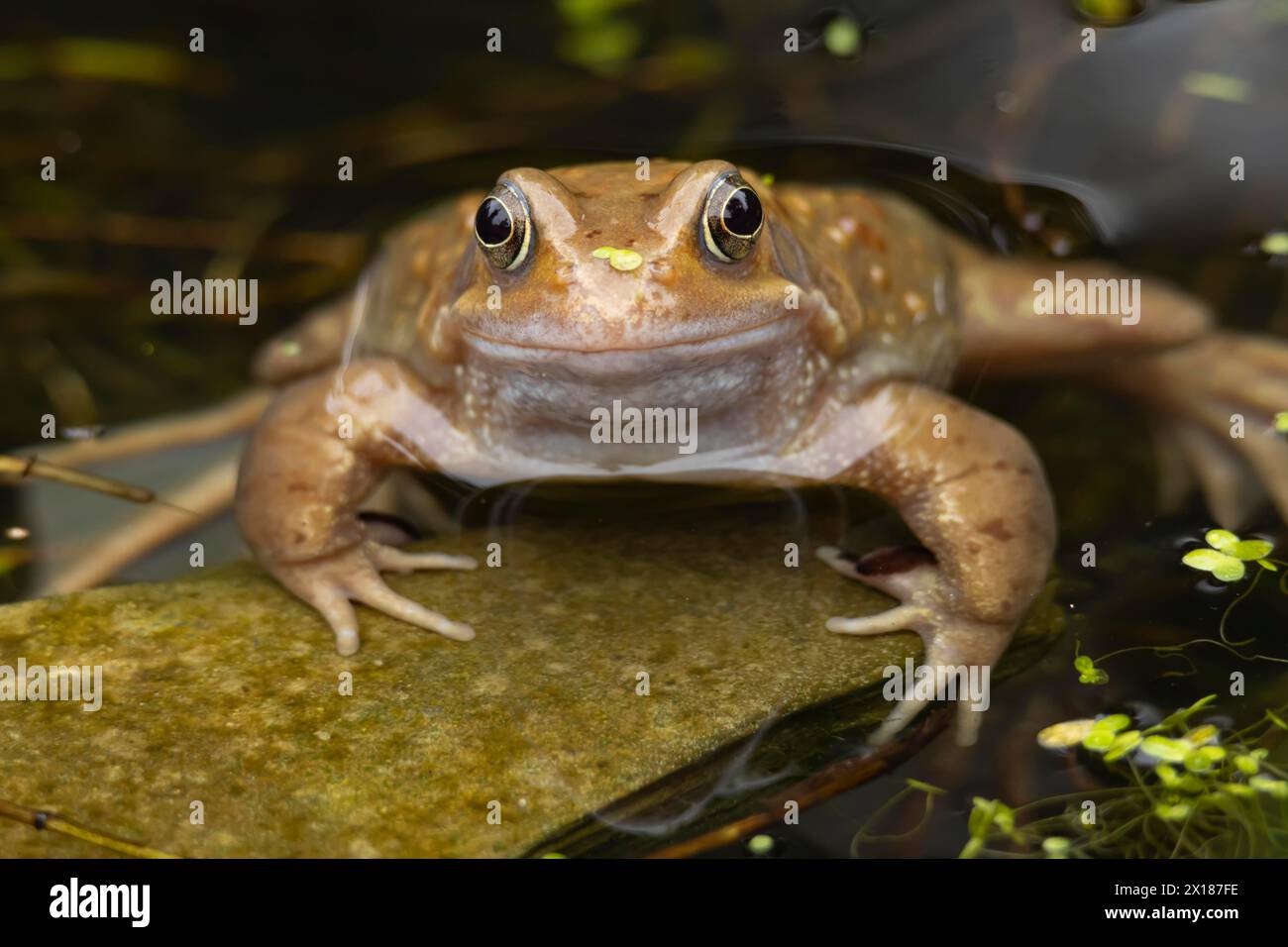 Common frog (Rana temporaria) adult in a garden pond in the spring ...