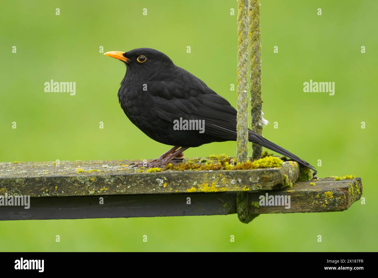 European blackbird (Turdus merula) adult male bird on a garden swing ...