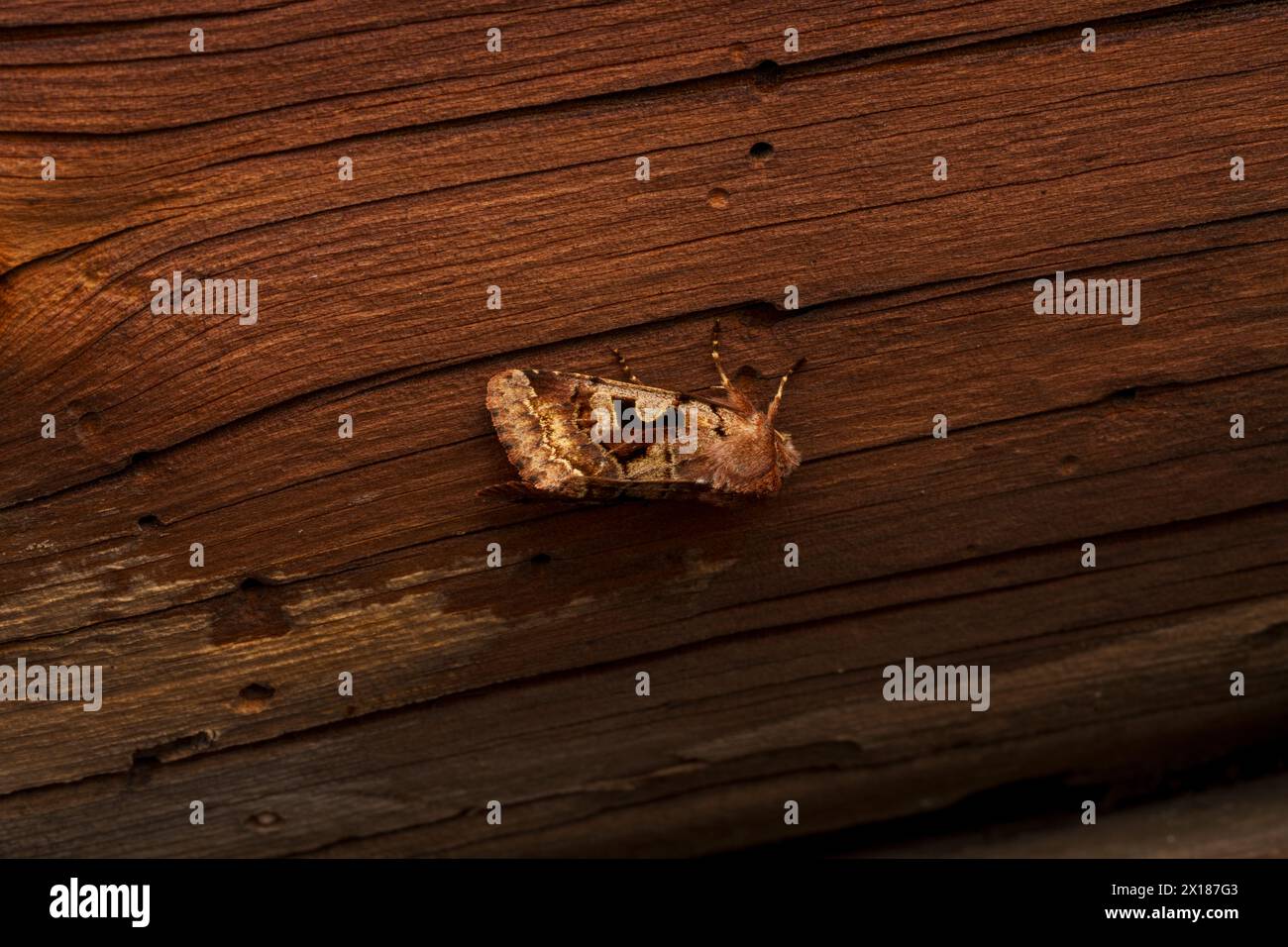 Orthosia gothica Family Noctuidae Genus Orthosia Hebrew character moth ...