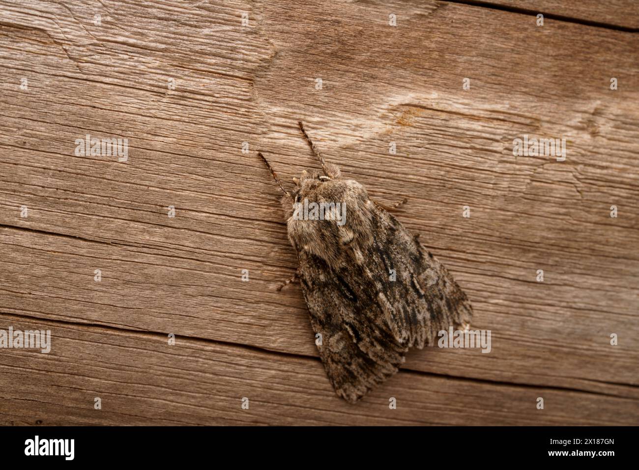 Brachionycha nubeculosa Family Noctuidae Genus Brachionycha Rannoch ...