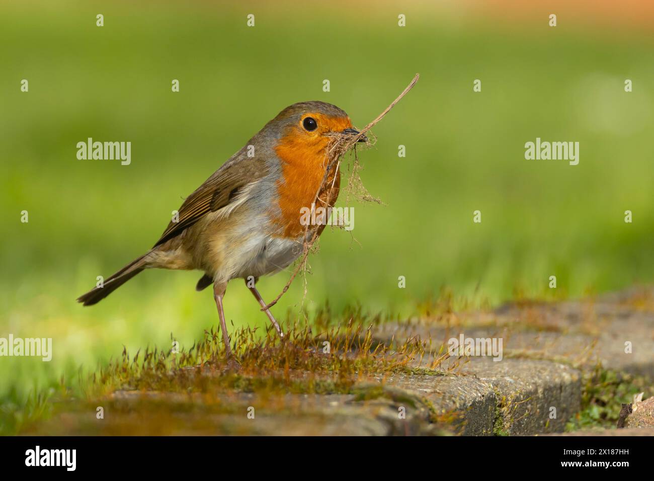 European robin (Erithacus rubecula) adult bird in a garden with nesting ...