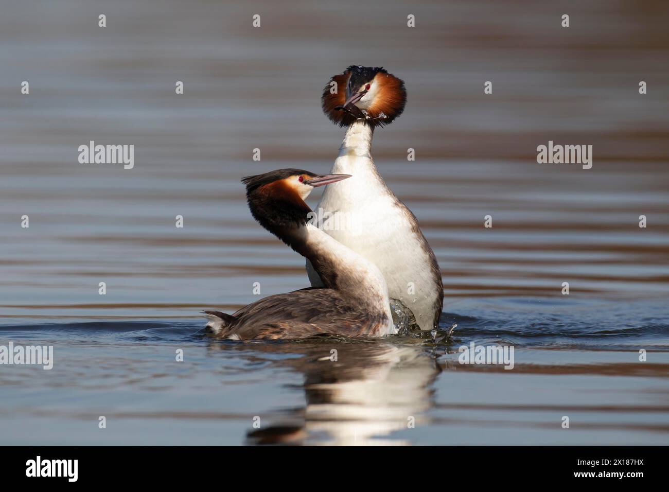 Great crested grebe (Podiceps cristatus) two adult birds performing a ...