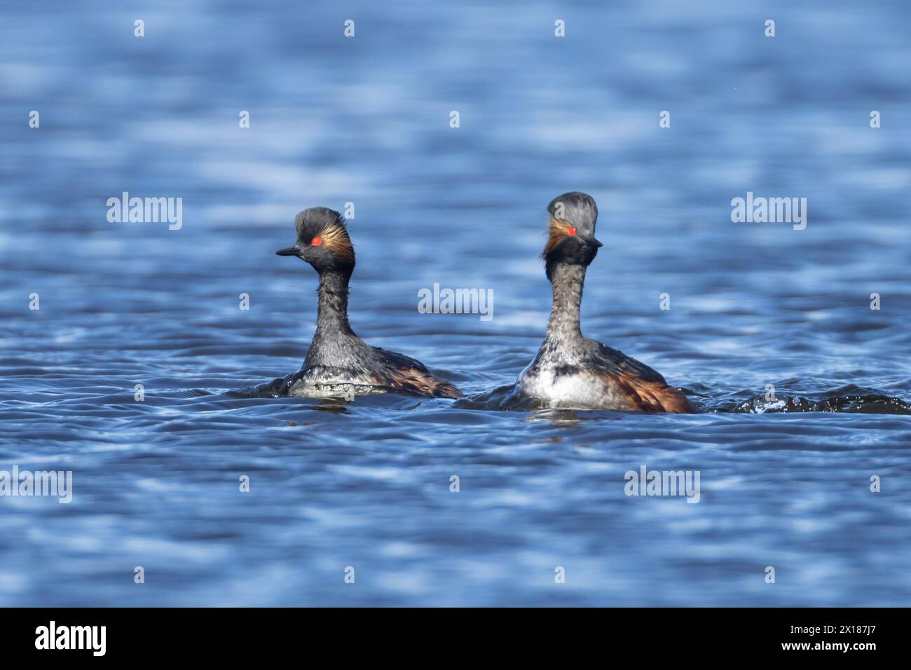 Black necked grebe (Podiceps nigricollis) two adult birds in breeding ...