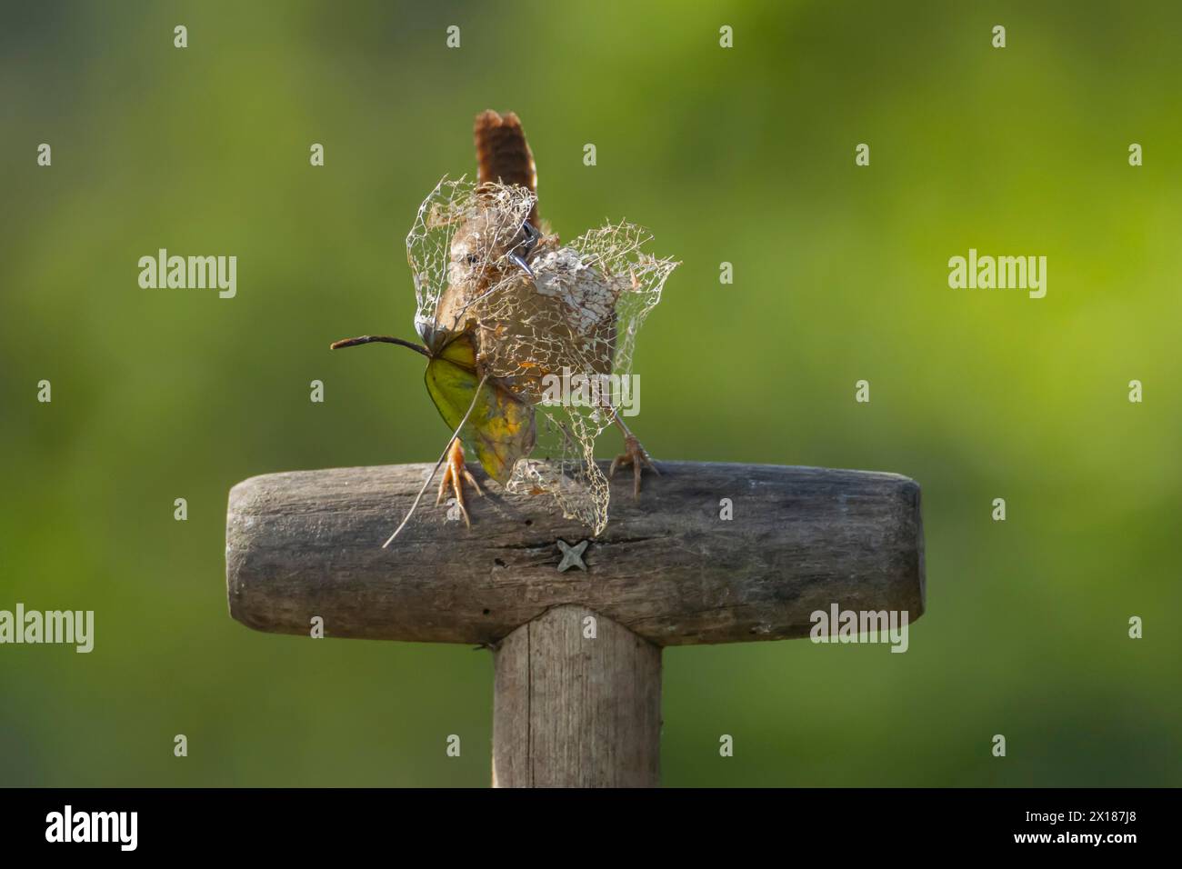 European wren (Troglodytes troglodytes) adult bird on a garden fork ...