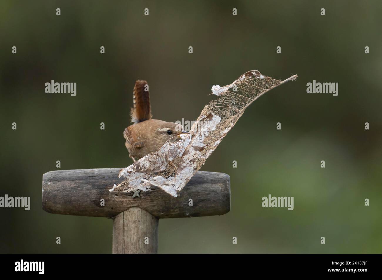 European wren (Troglodytes troglodytes) adult bird on a garden fork ...