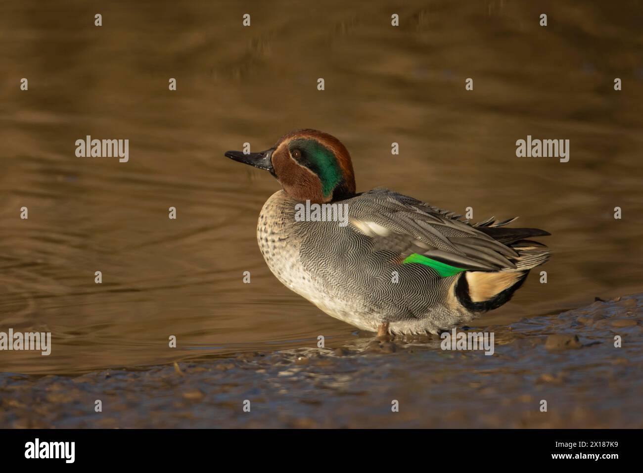 Common teal (Anas crecca) adult male bird on the edge of a lake ...