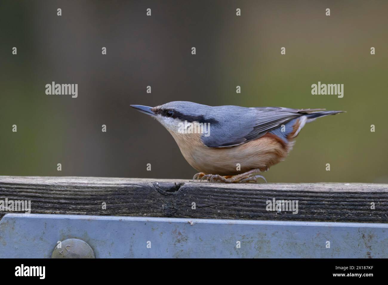 European nuthatch (Sitta europaea) adult bird on a gate, England ...