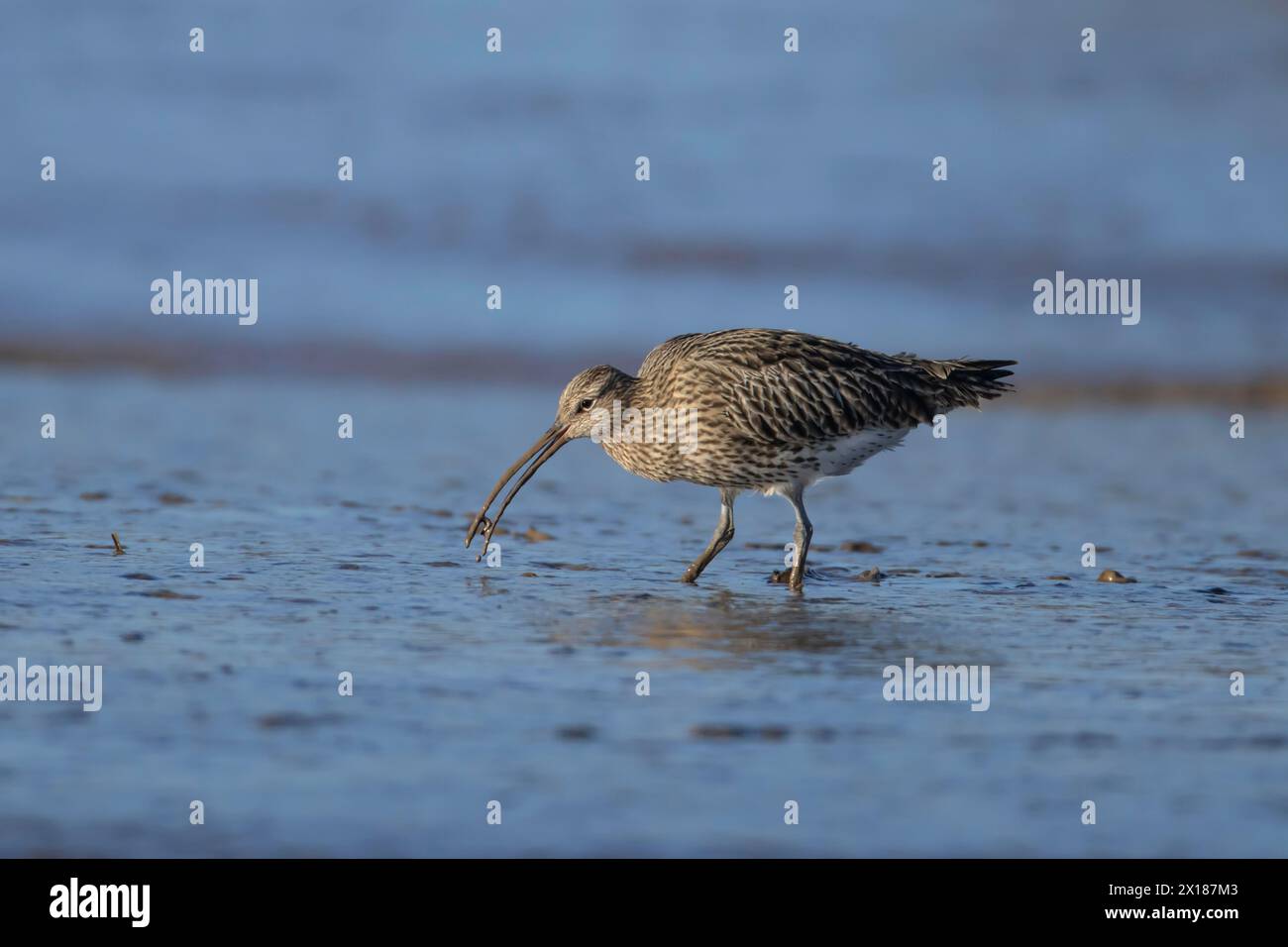 Eurasian curlew (Numenius arquata) adult bird feeding on a lugworm on a ...