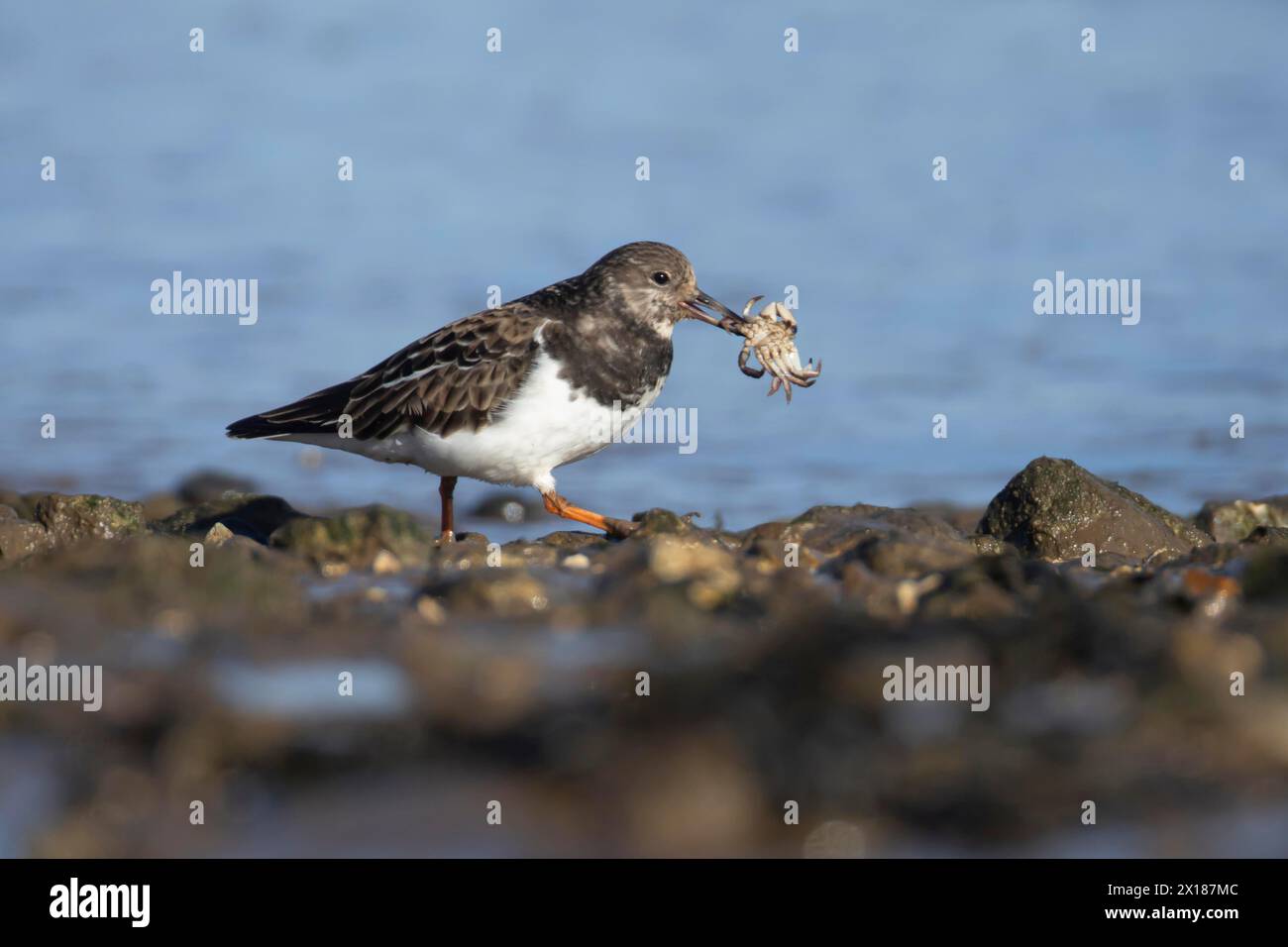 Turnstone feeding crab hi-res stock photography and images - Alamy
