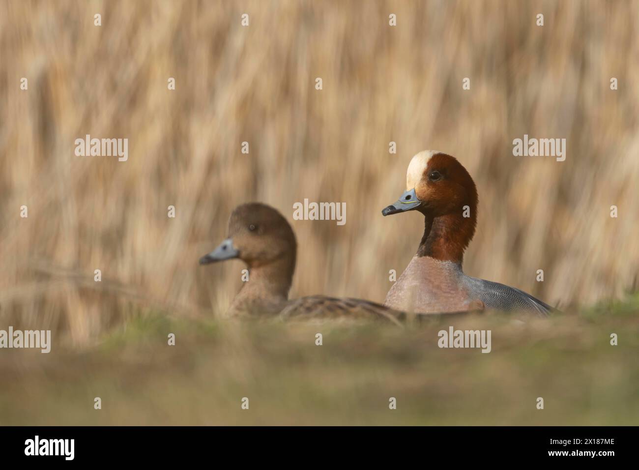 Eurasian wigeon duck (Mareca penelope) adult male and female birds on ...