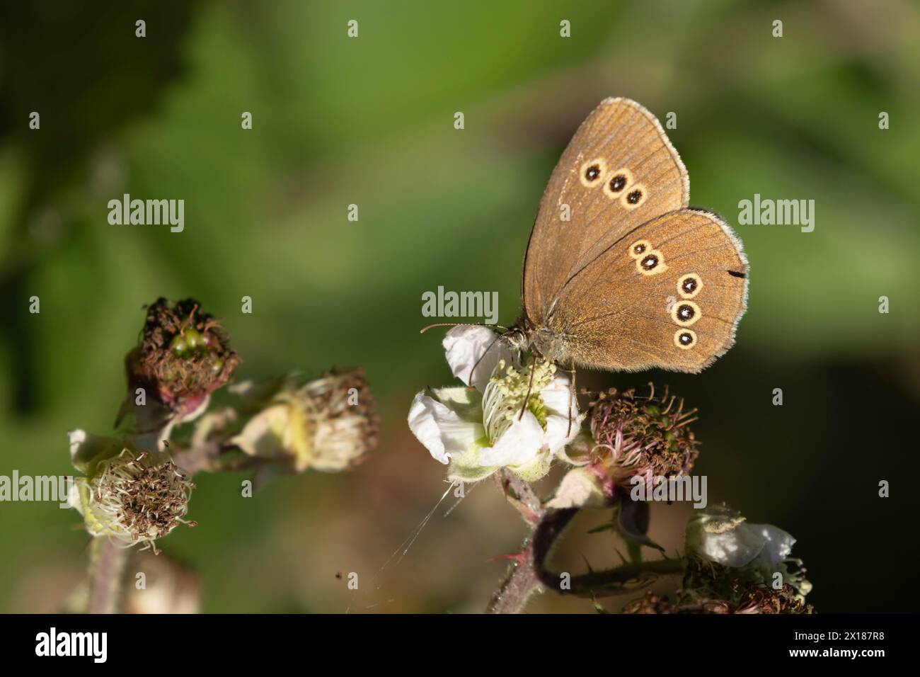 Ringlet butterfly (Aphantopus hyperantus) adult feeding on Bramble ...
