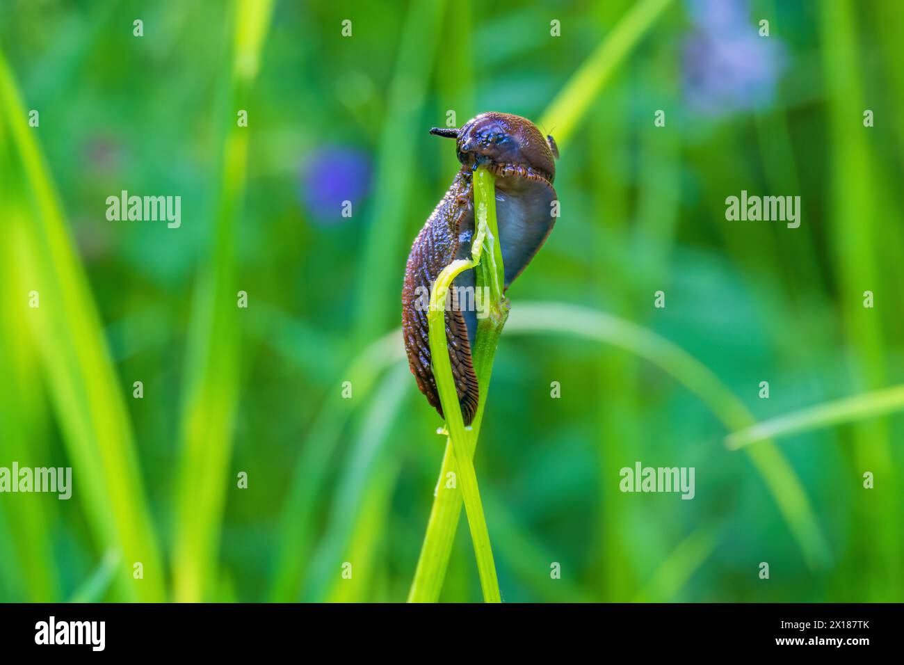 Round back slug (Arionidae) eating on a plant stem on a grass meadow ...