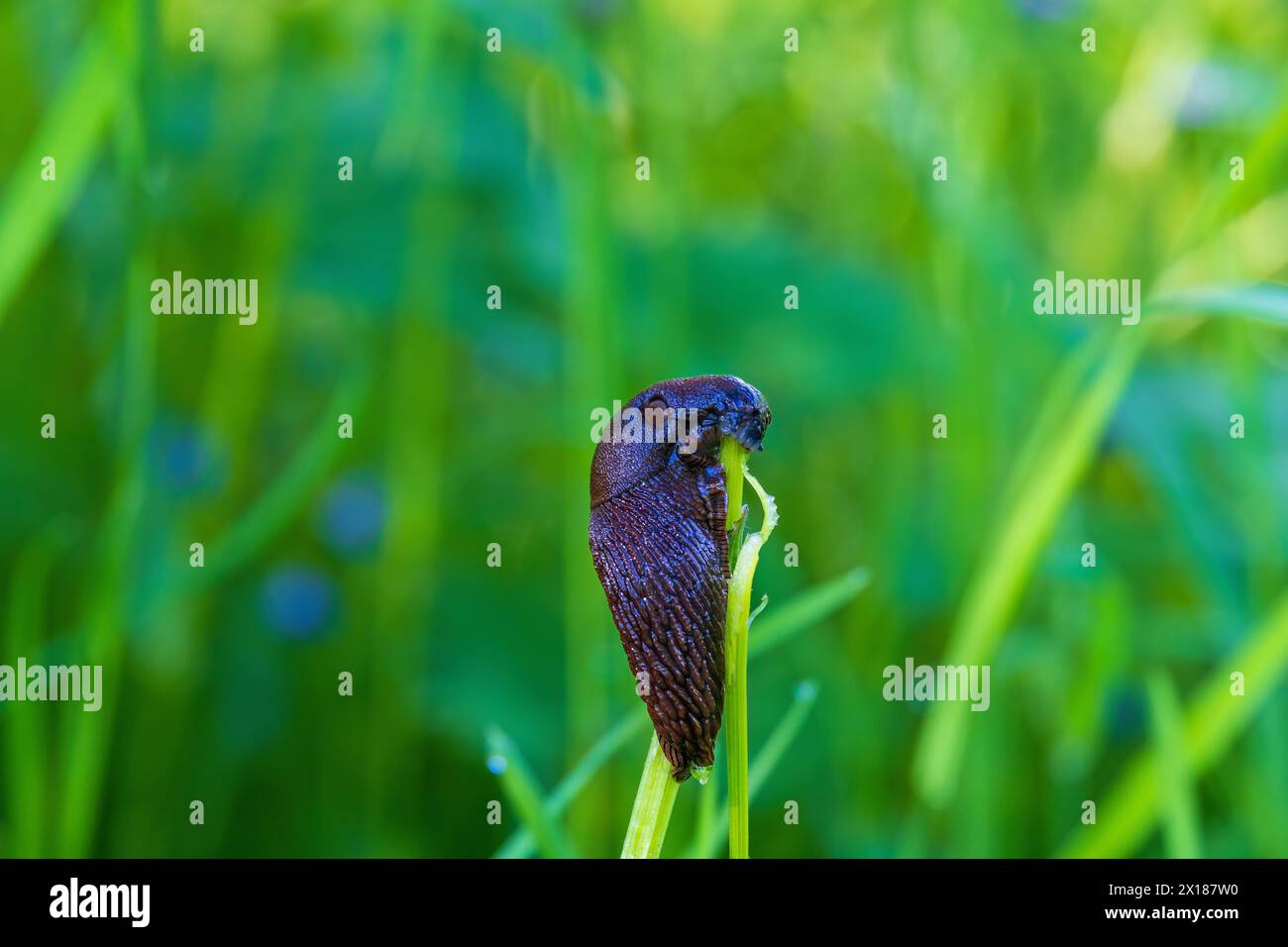 Round back slug (Arionidae) eating on a plant stem on a grass meadow ...