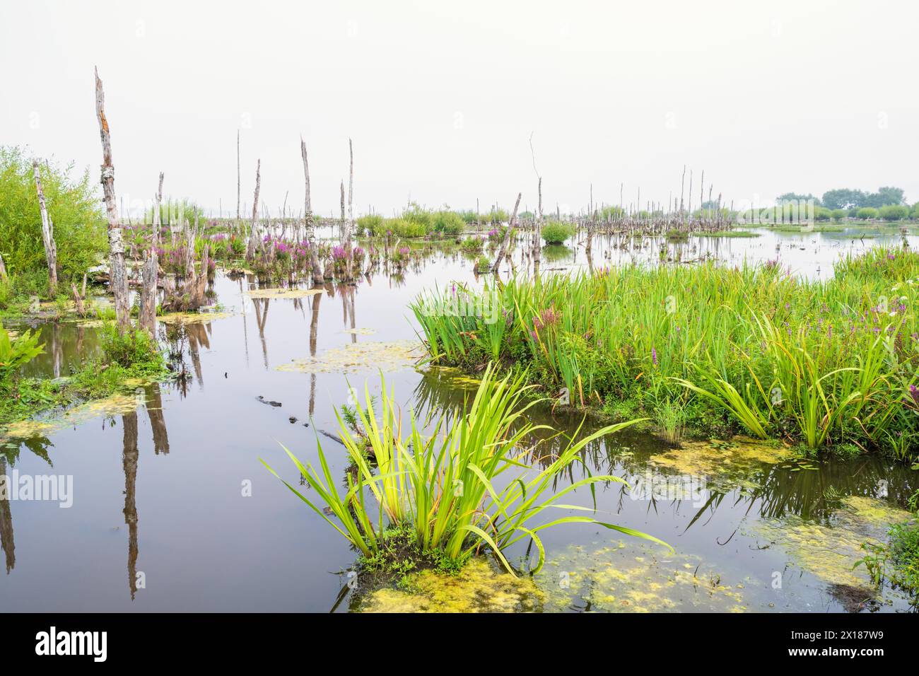 Wetland with old tree trunks and flowering purple loosestrife (Lythrum ...
