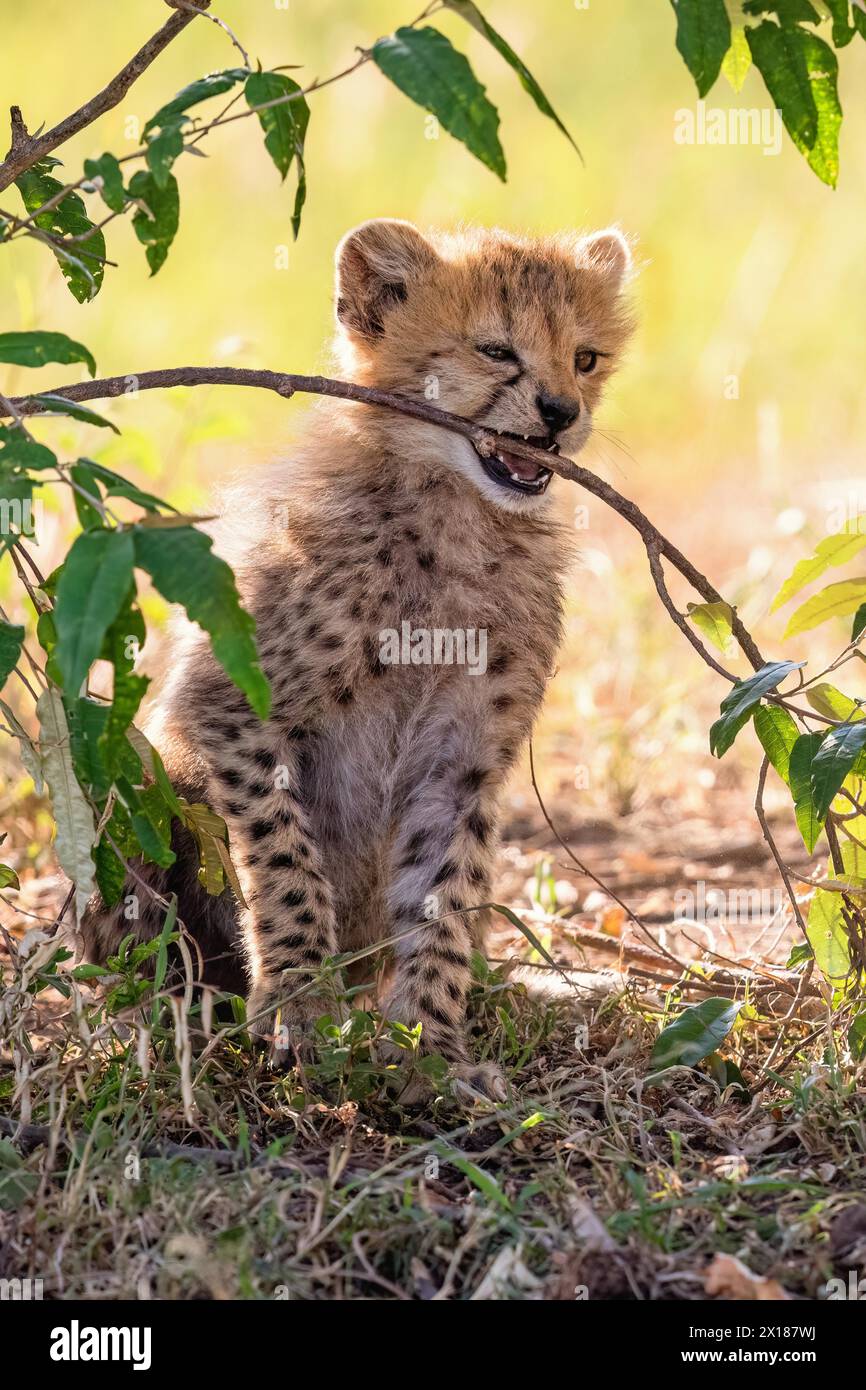 Cheetah cub (Acinonyx jubatus) chewing on a tree branch in the shade on ...