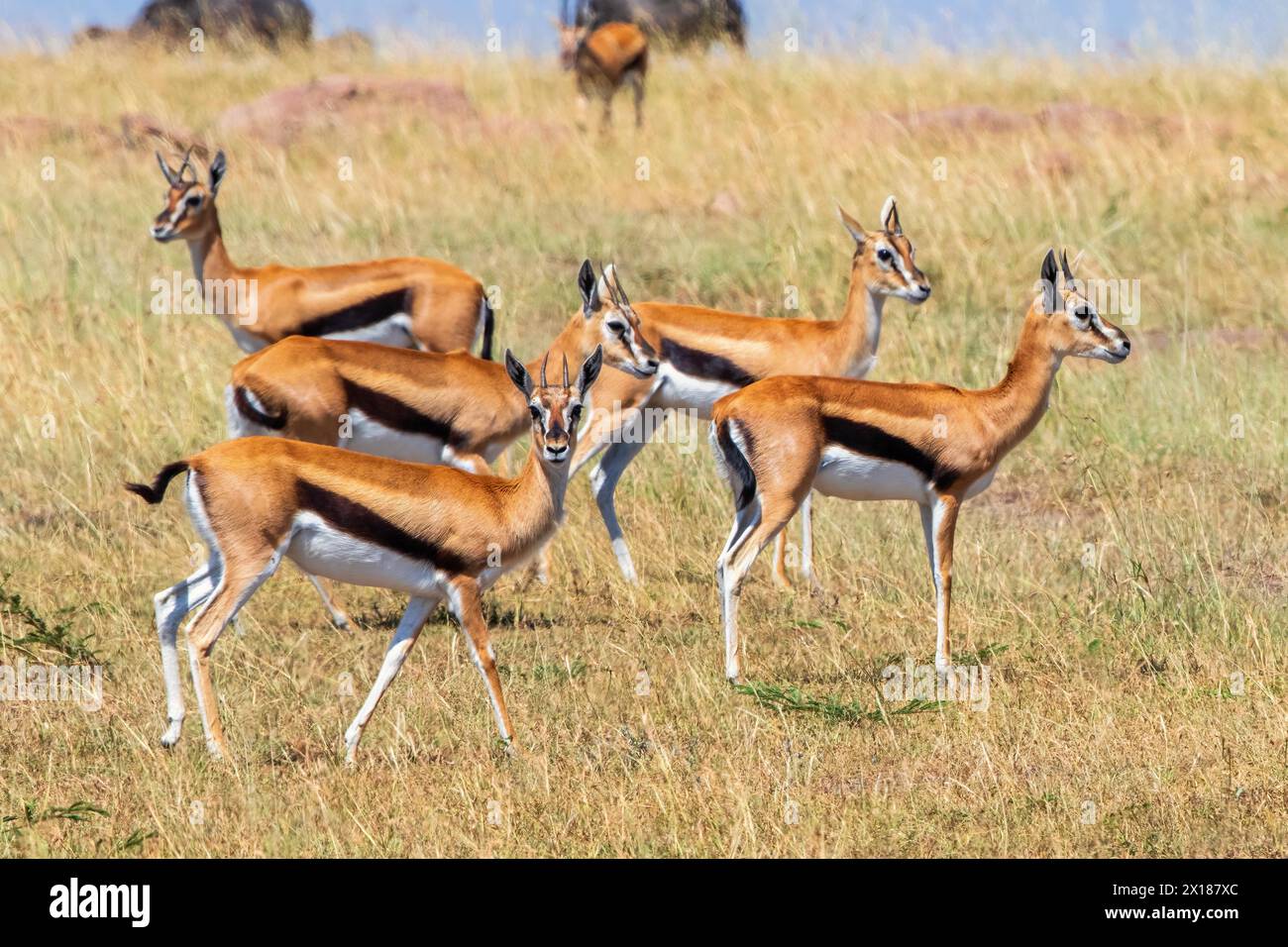 Group of Thomson's gazelle (Eudorcas thomsonii) on the savanna in ...