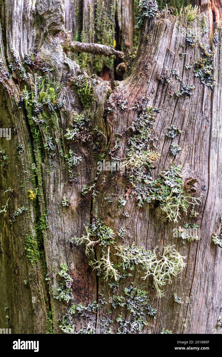 Old tree lichen hi-res stock photography and images - Alamy