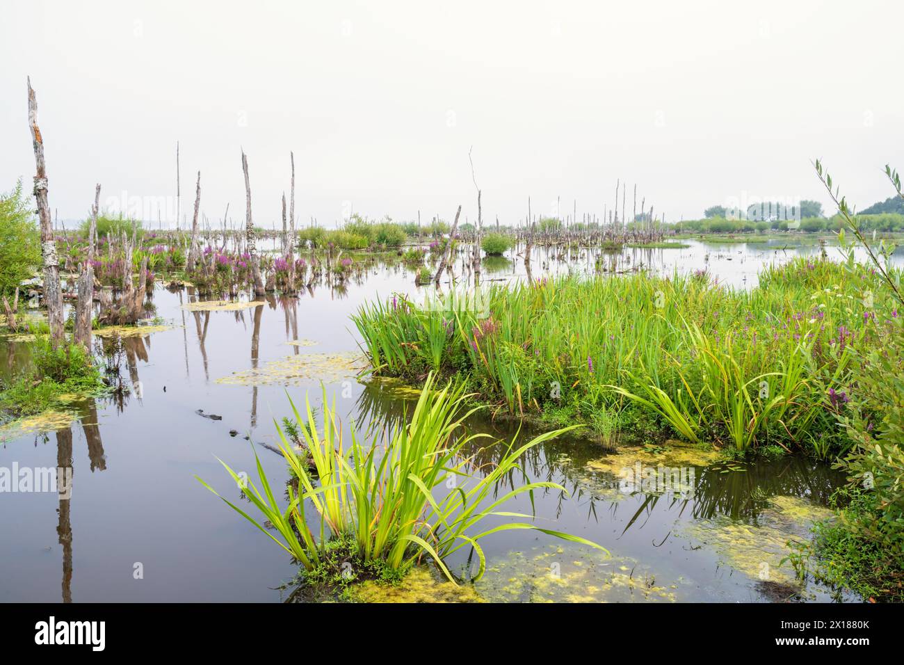 Wetland landscape view with old tree trunks and flowering purple ...