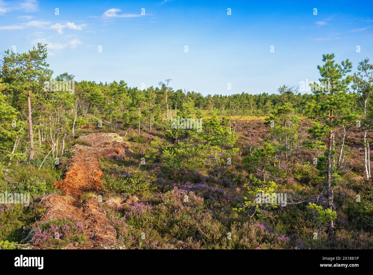 Bog landscape with flowering heather (Calluna vulgaris) and pine tree ...