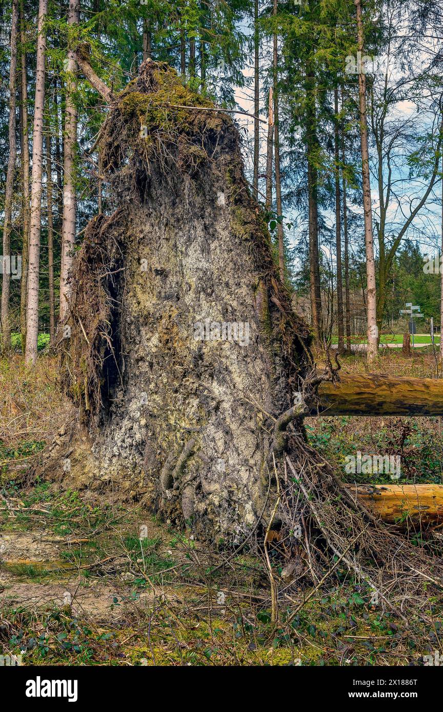 Trees uprooted by storm damage, Kemptner Wald, Allgaeu, Swabia, Bavaria ...