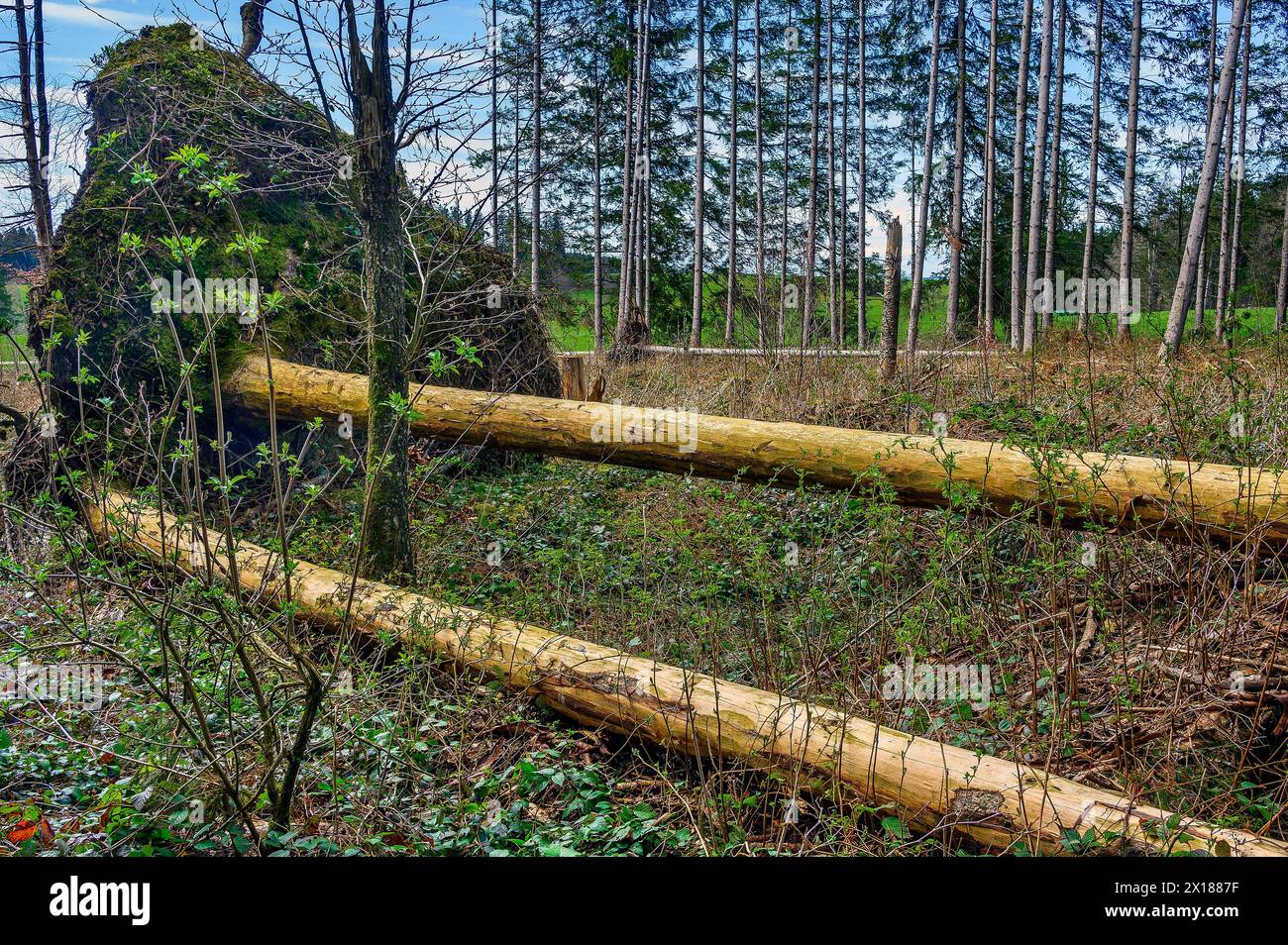 Trees uprooted by storm damage, Kemptner Wald, Allgaeu, Swabia, Bavaria ...
