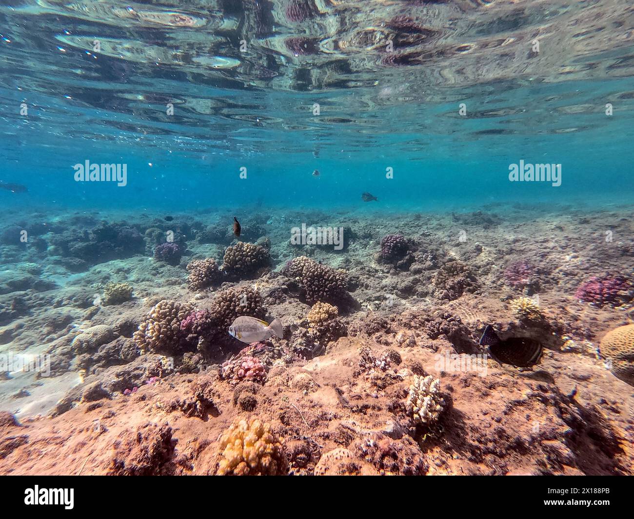 Underwater panoramic view of coral reef with tropical fish, seaweeds ...