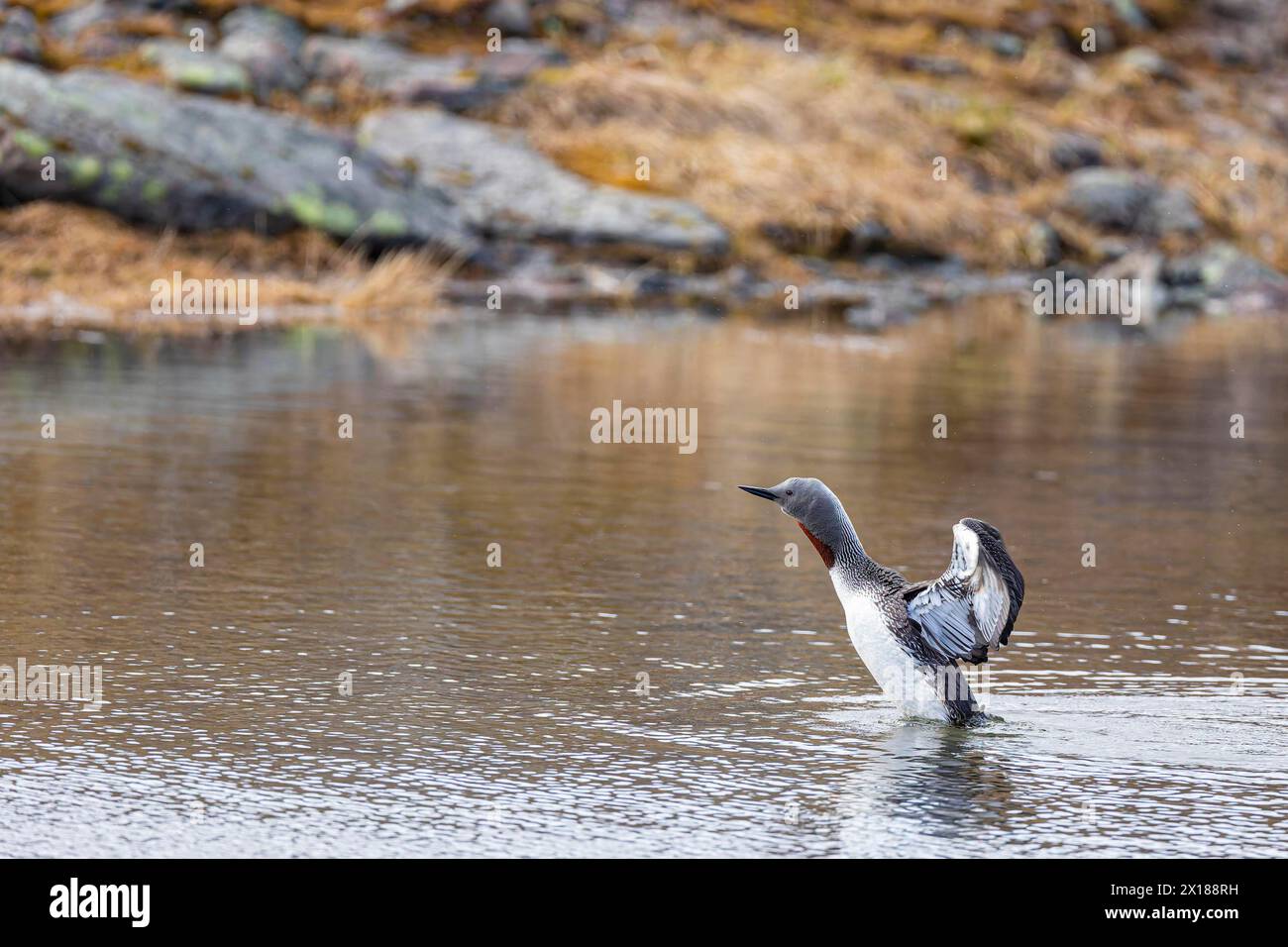 Red-throated diver (Gavia stellata), adult bird with outstretched wings ...