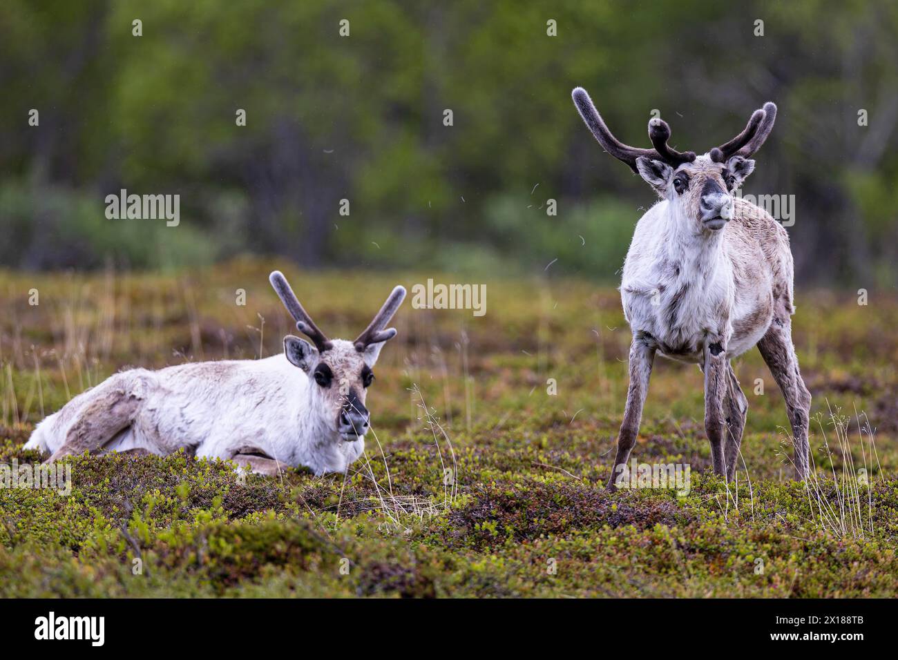 Reindeer (Rangifer tarandus), two animals on a moor, Varanger, Finnmark ...