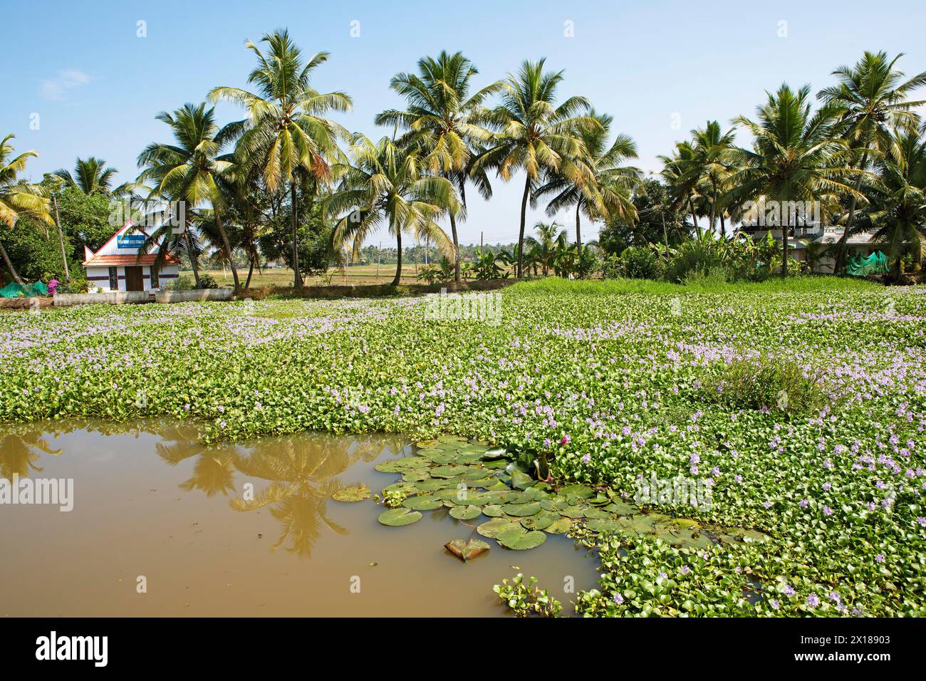 Flowering trees of india hi-res stock photography and images - Alamy