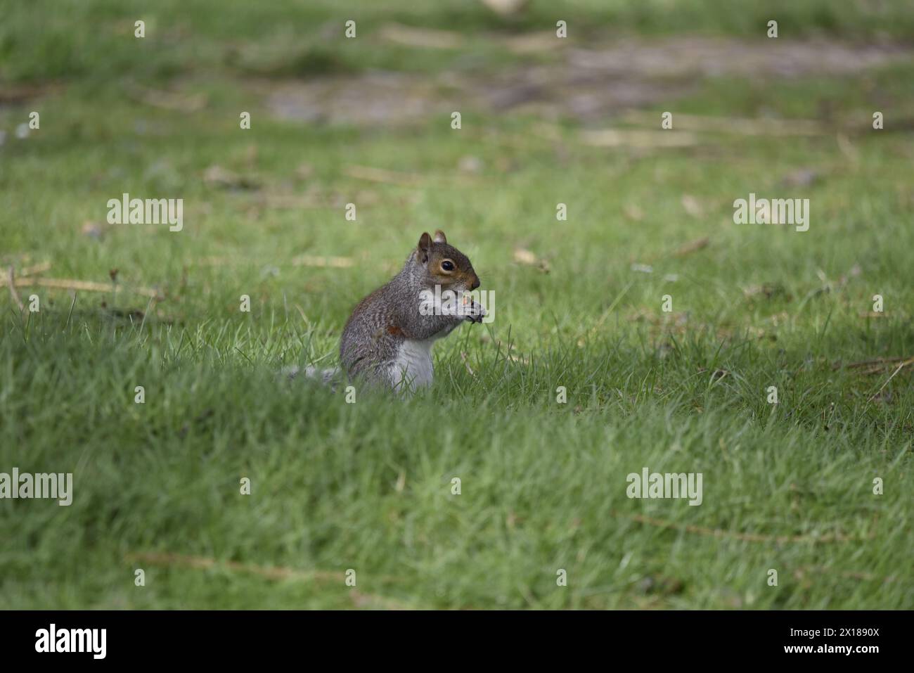 Squirrel sat on grass with acorn in its mouth hi-res stock photography ...