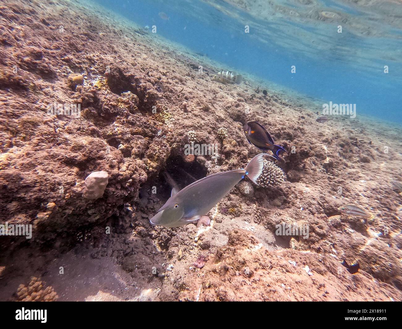 Tropical Naso annulatus fish known as Whitemargin Unicorn fish ...