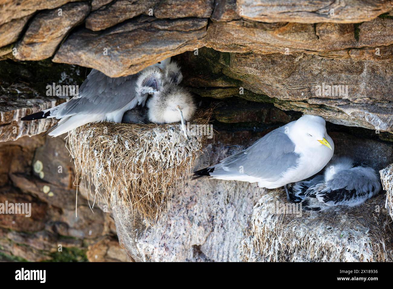 Black-legged kittiwake (Rissa tridactyla), adult birds and chicks ...
