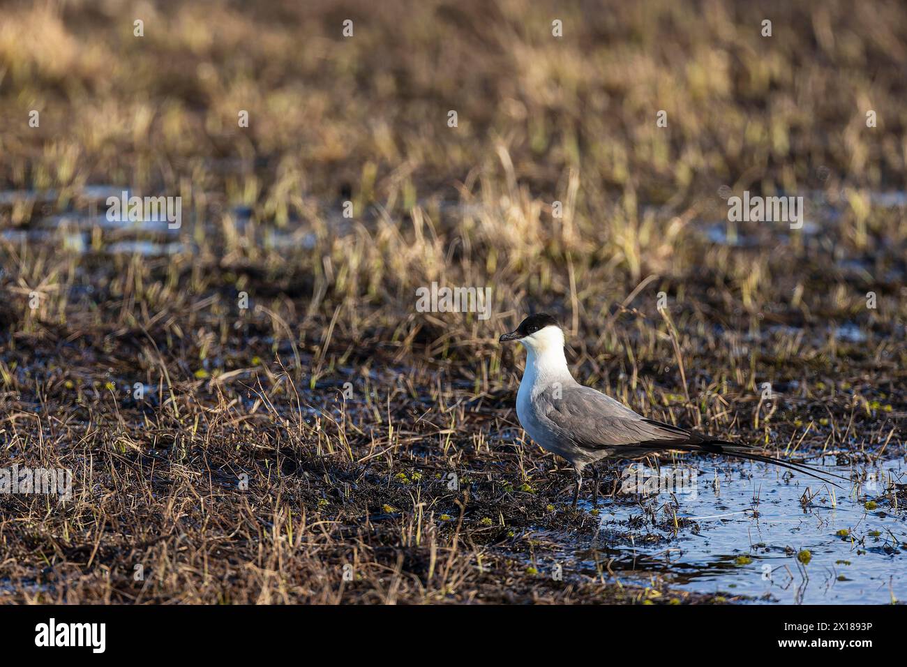 Long-tailed jaeger (Stercorarius longicaudus), adult bird in a bog ...