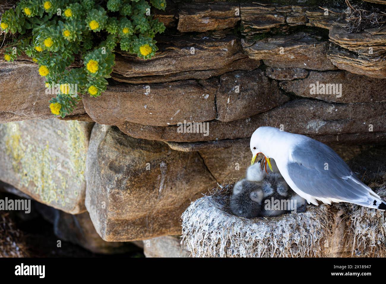 Kittiwake (Rissa tridactyla), adult bird feeding chicks on nest ...