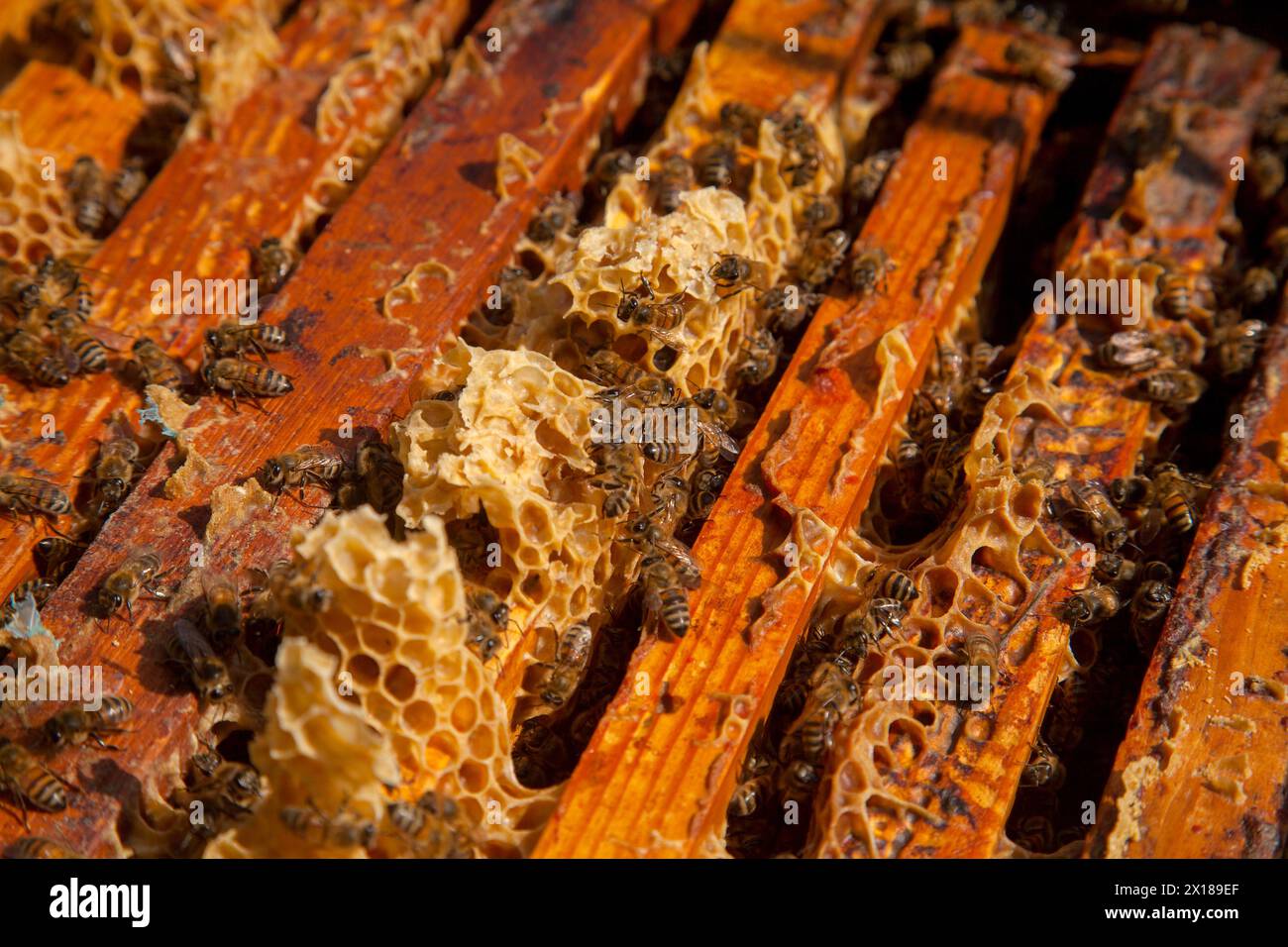 Frames of a beehive. Close up view of the opened hive body showing the ...
