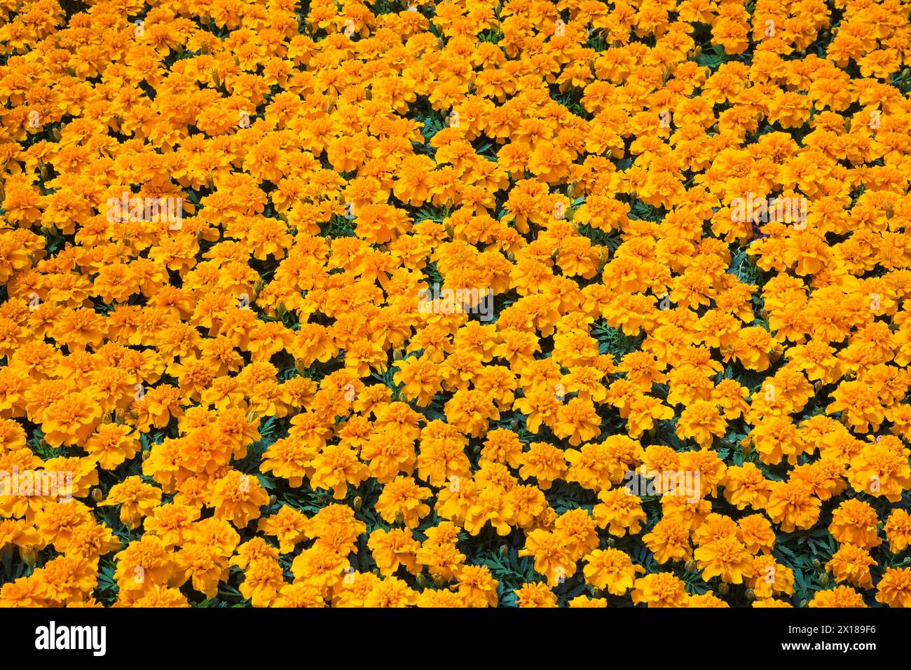 Tightly packed orange Tagetes, Marigold flowers growing in containers ...
