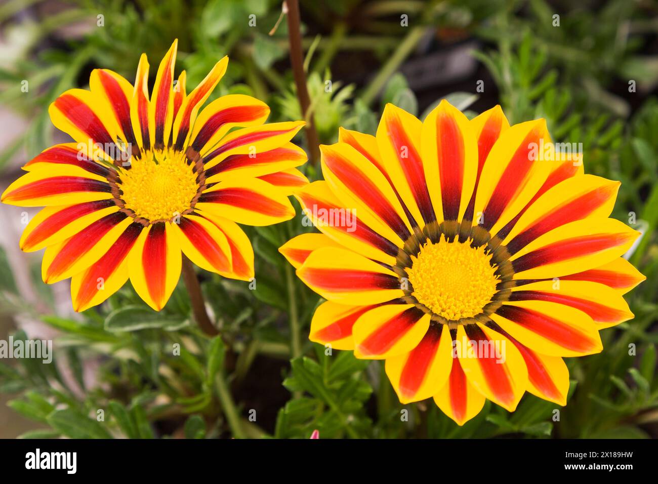 Gazania flowers in full bloom hi-res stock photography and images - Alamy
