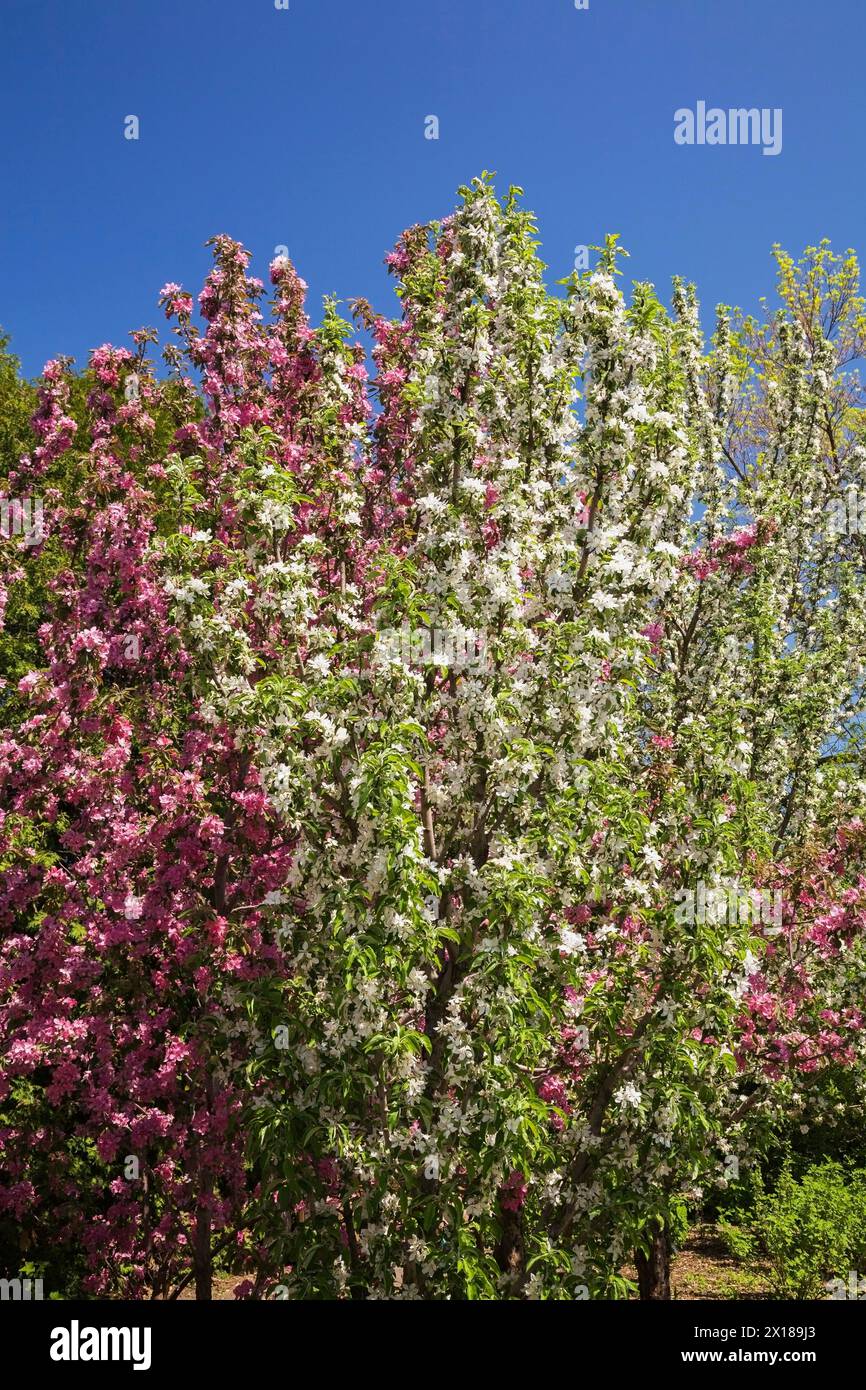 White and pink flowering Malus 'Maypole', Apple trees in spring ...