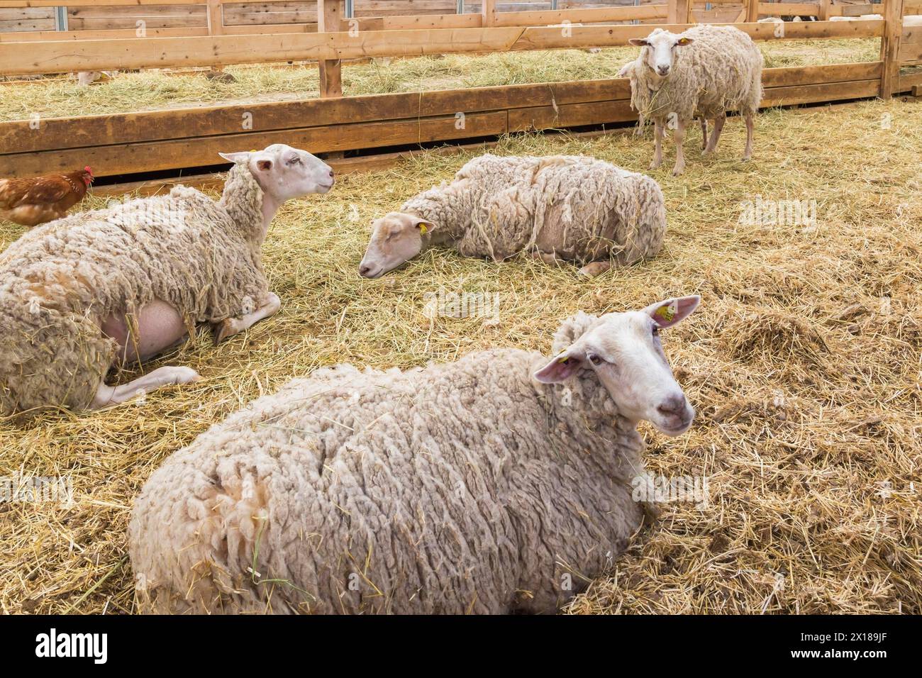 Arcott Rideau lambs in sheep pen being bred and raised for meat, Quebec ...