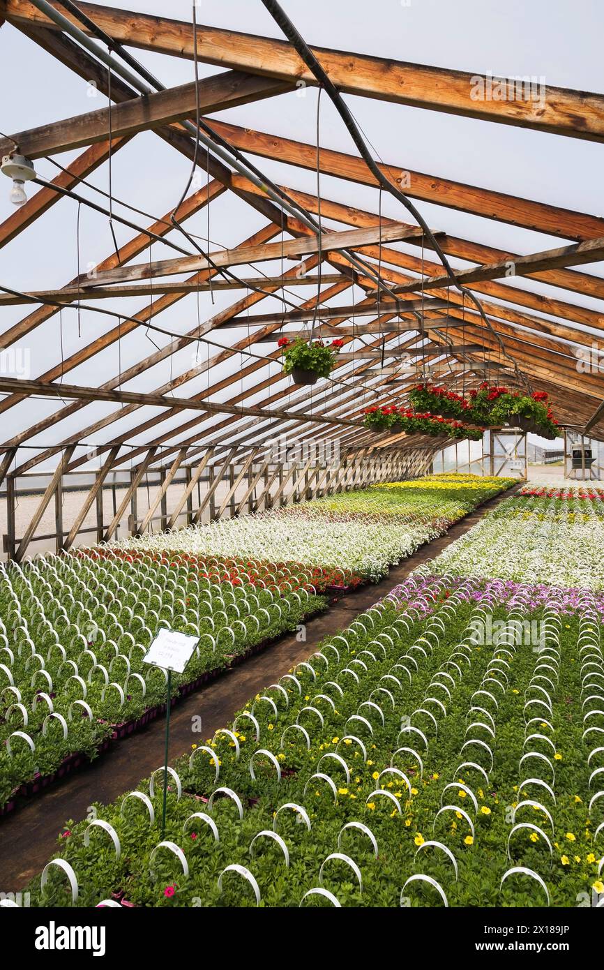 Petunia plus red hi-res stock photography and images - Alamy