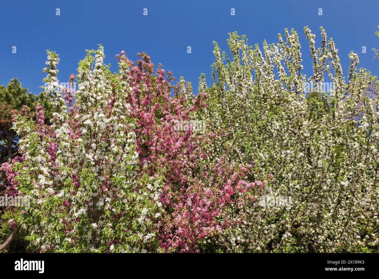 White and pink flowering Malus 'Maypole', Apple trees in spring ...