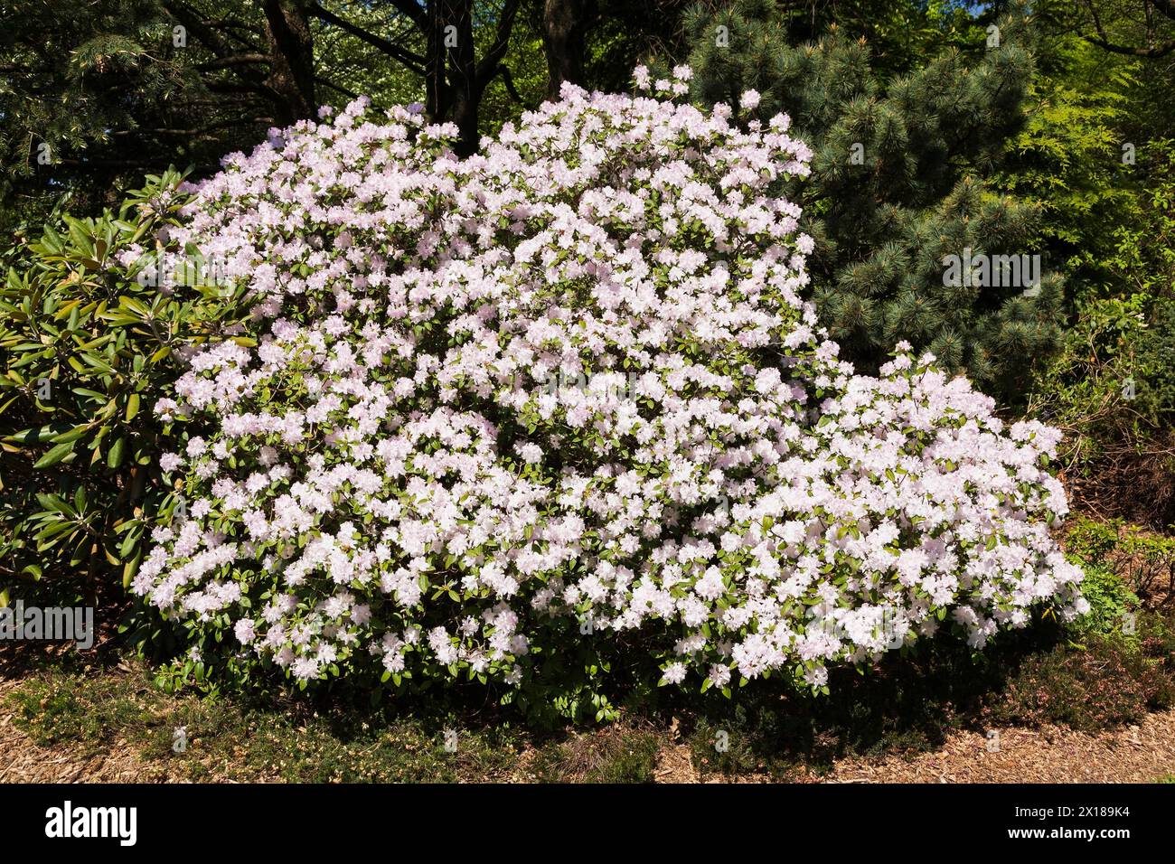 White and mauve flowering Rhododendron, Azalea shrub in spring ...