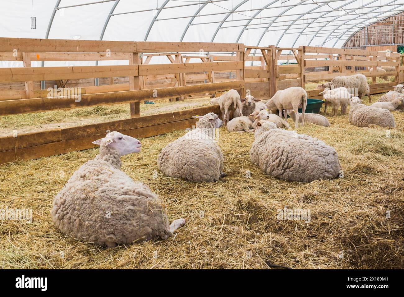 Arcott Rideau lambs in sheep pen being bred and raised for meat, Quebec ...